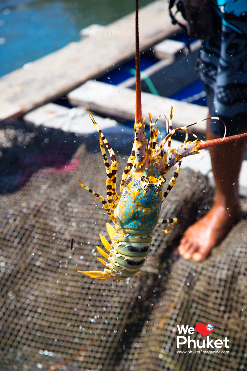 Visiting a Lobster Farm in Phuket - Phuket E-Magazine