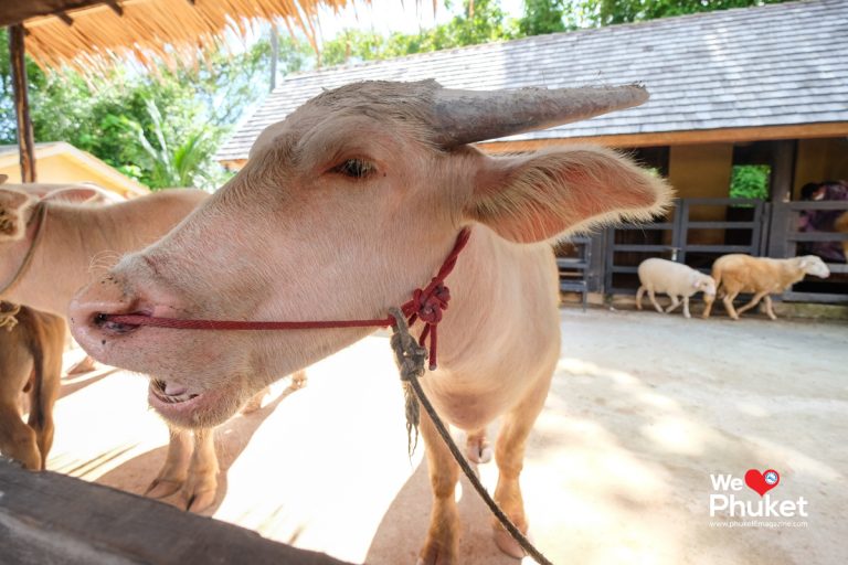 Vanich Farm… Enjoy a Fun Agricultural Lifestyle - Phuket E-Magazine