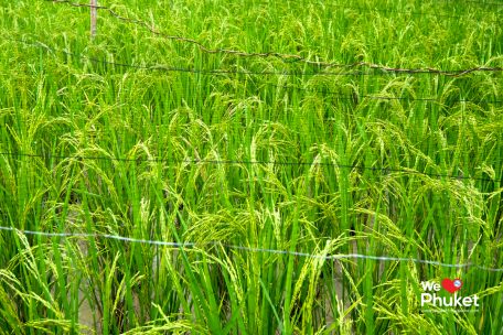 Vanich Farm… Enjoy a Fun Agricultural Lifestyle - Phuket E-Magazine