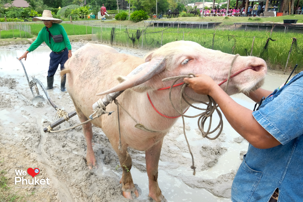 Vanich Farm… Enjoy a Fun Agricultural Lifestyle - Phuket E-Magazine