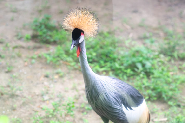 Phuket Bird Park - Phuket E-Magazine