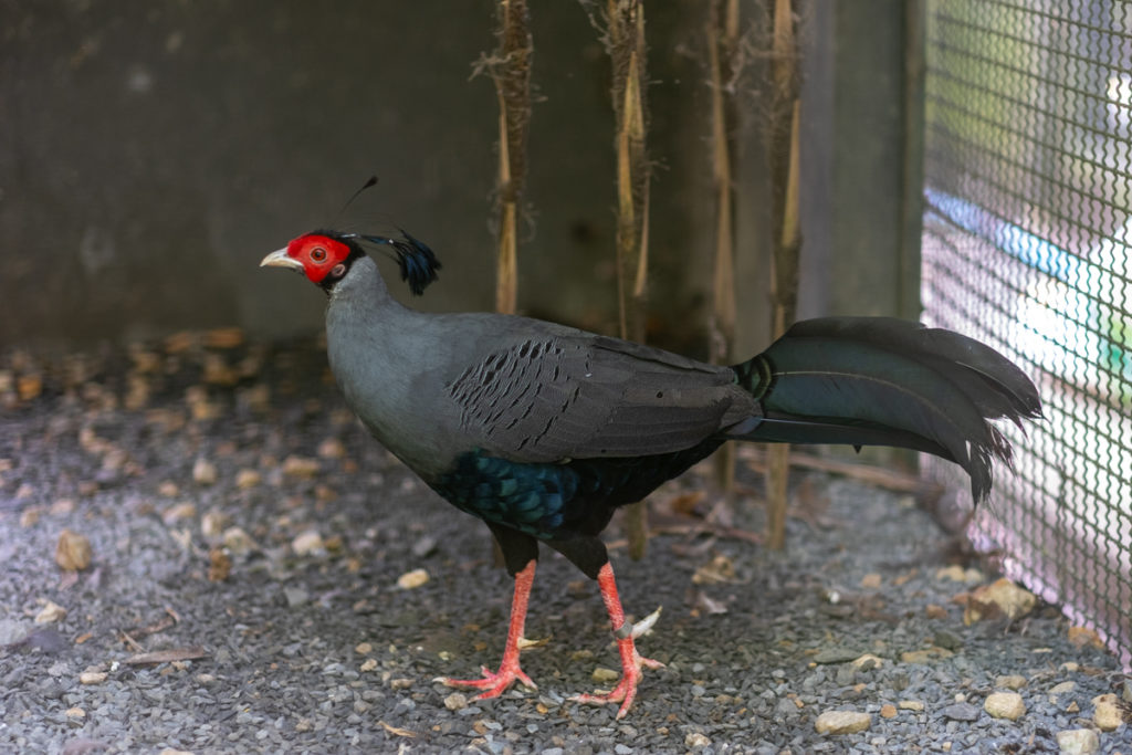 Phuket Bird Park - Phuket E-Magazine