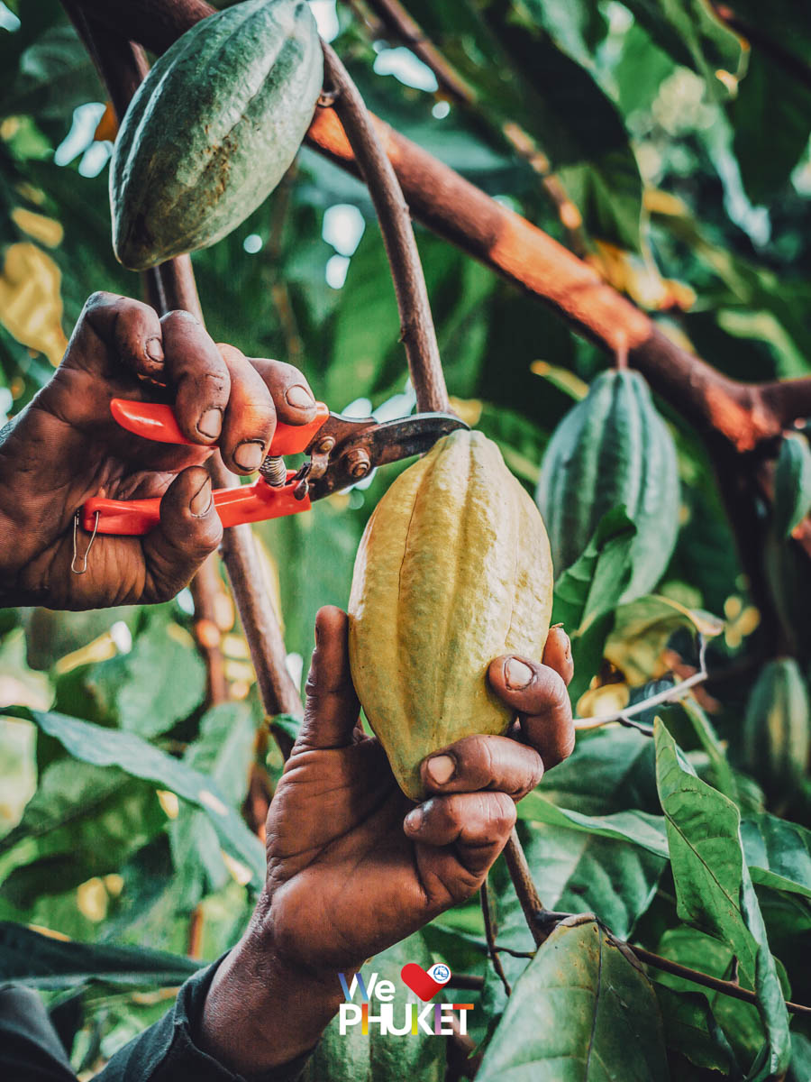 Phuket cacao - Phuket E-Magazine