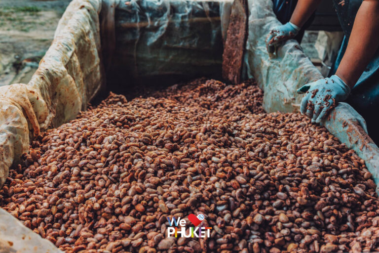 Phuket cacao - Phuket E-Magazine